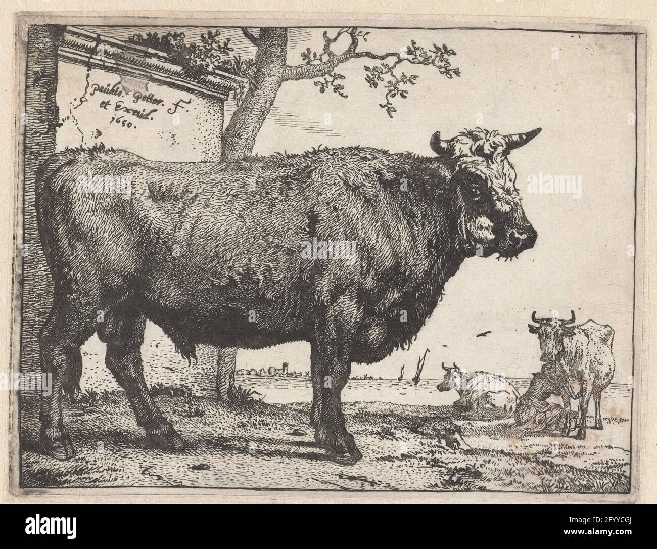 Bull; The bull book. Blister head bull, with two cows in the background ...