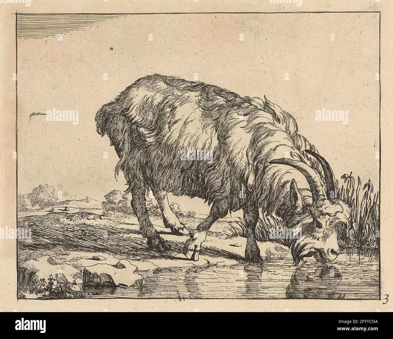 Drinking goat; Goats and goats Stock Photo - Alamy