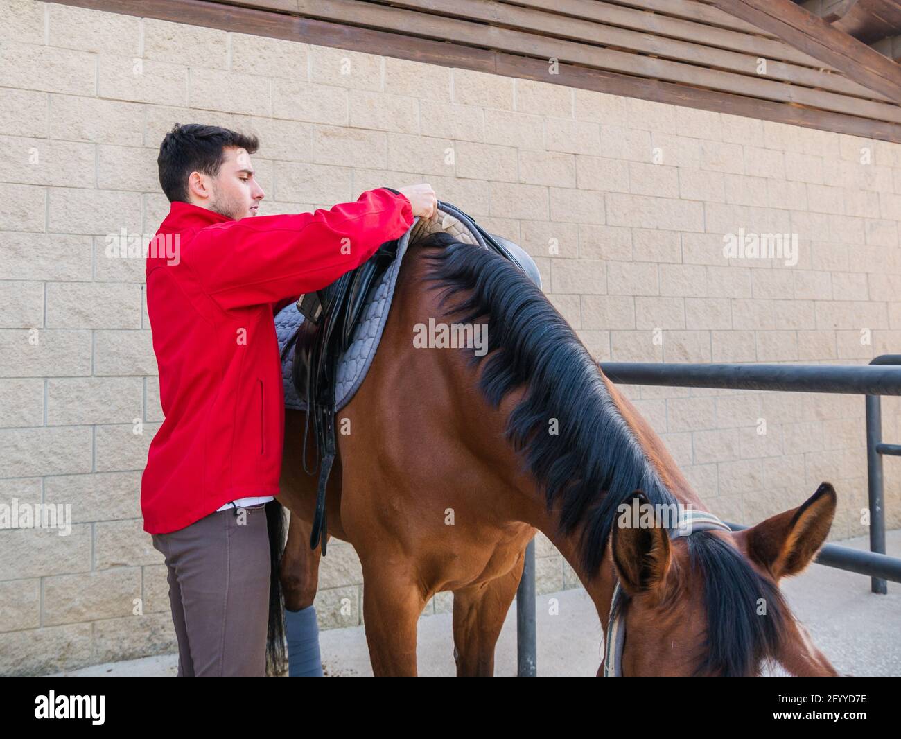 Side view of young male equestrian putting saddle on purebred horse in ...