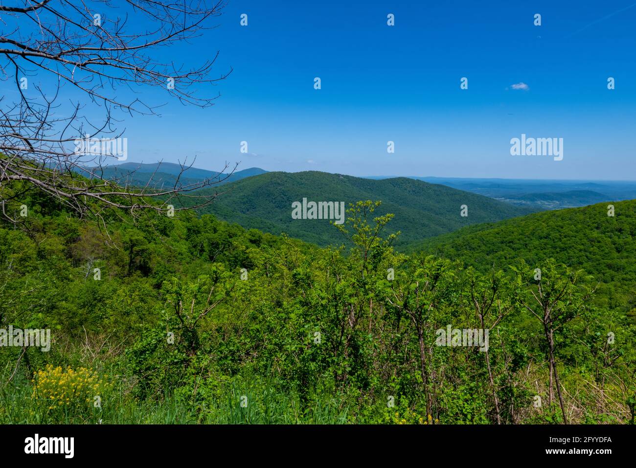 Spring Time in Shenandoah National Park Stock Photo - Alamy