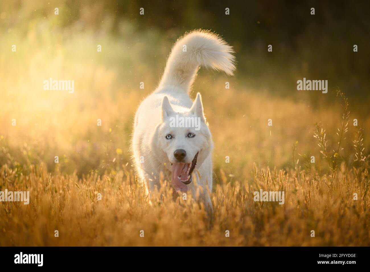 Adorable fluffy purebred Samoyed dog with mouth opened and tongue out ...