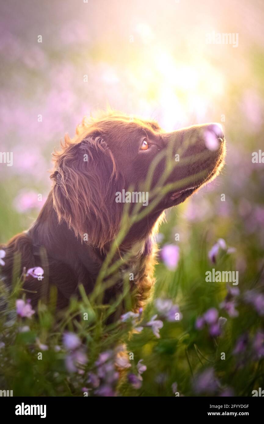 boykin Spaniel puppy with spotted fur hunting in nature among grass and ...