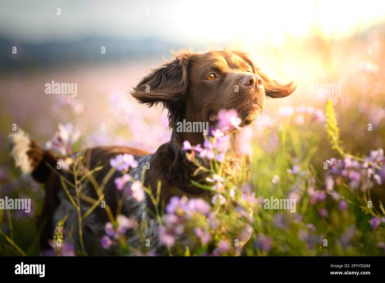 boykin Spaniel puppy with spotted fur hunting in nature among grass and ...