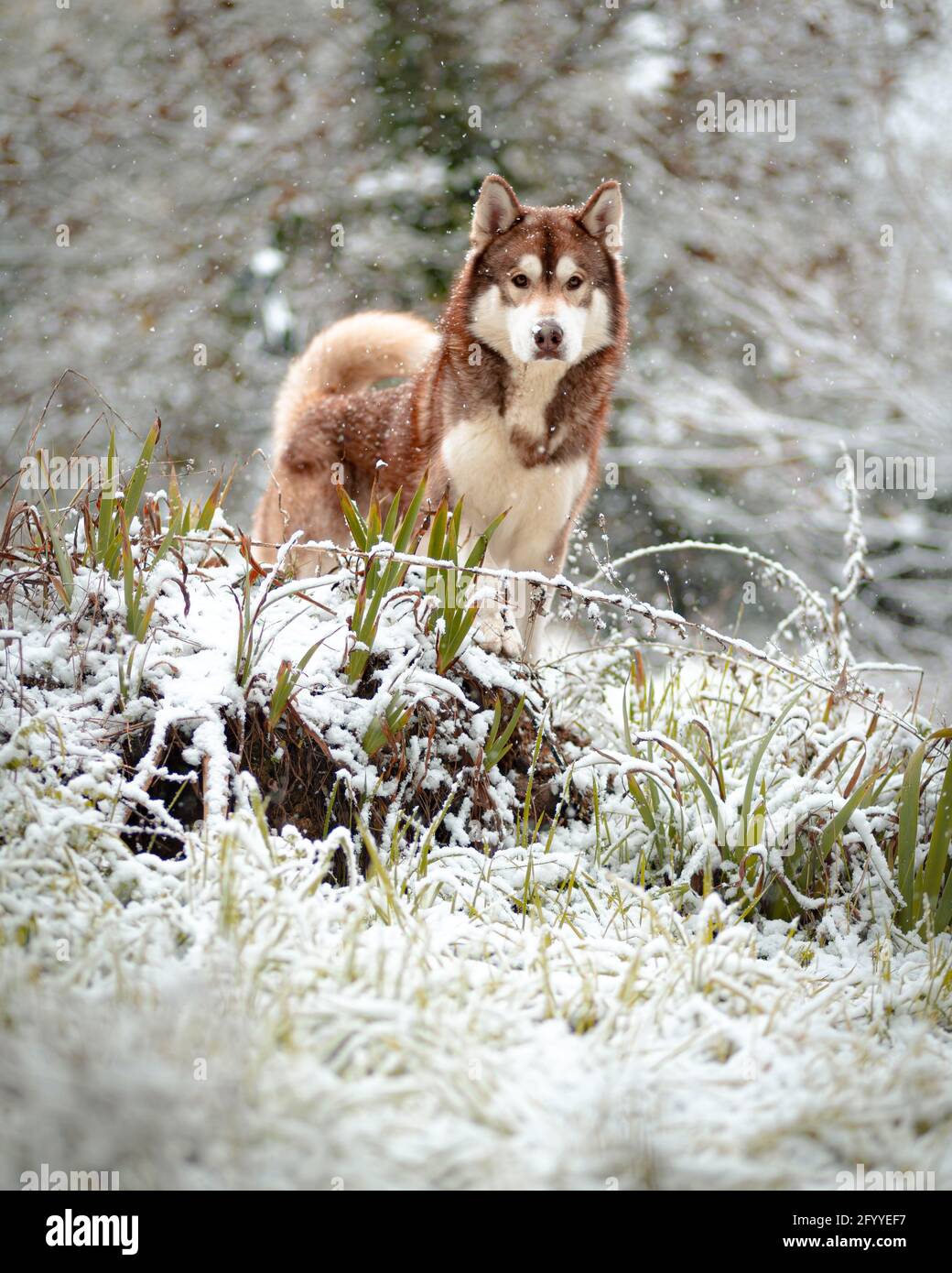 Adorable fluffy Siberian Husky standing peacefully on snowy ground in ...