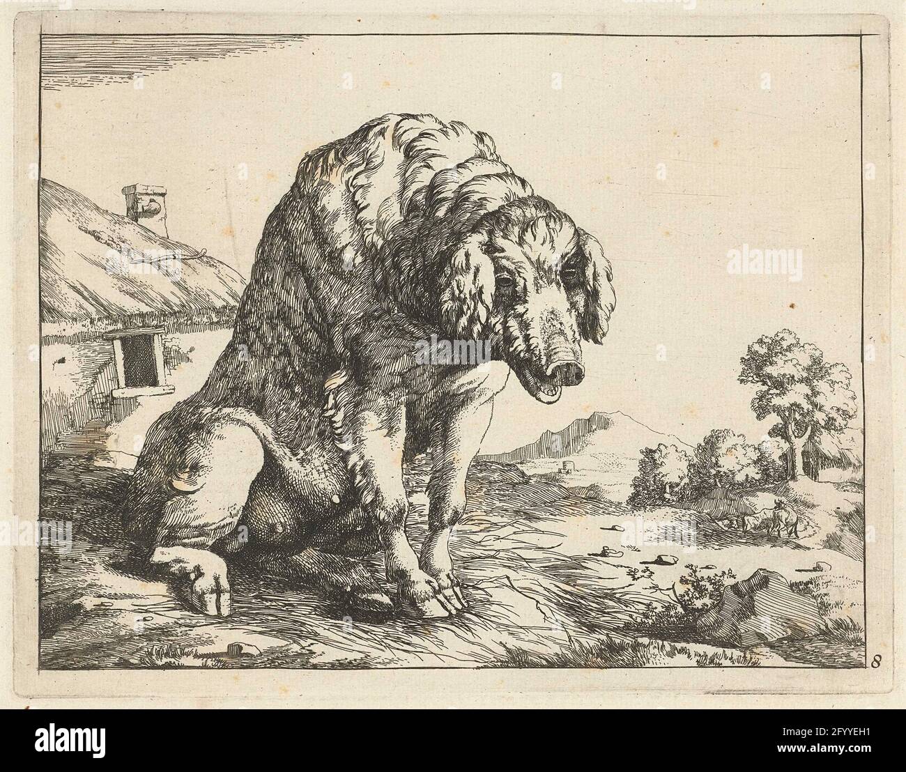 Sow sitting on hind legs; Predators and boar Stock Photo - Alamy