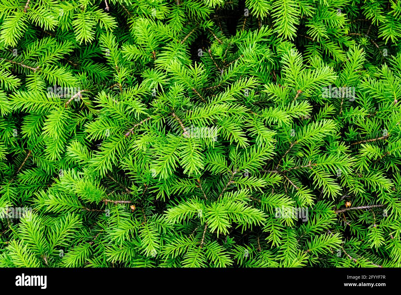 Green Spruce background or texture close up Stock Photo - Alamy