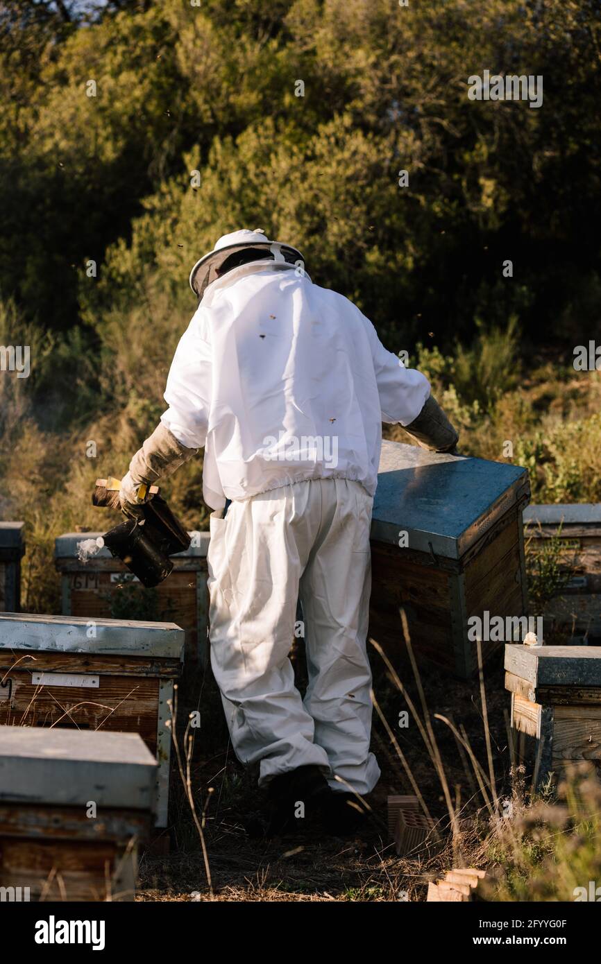 Back view of unrecognizable beekeeper in protective suit with metal bee ...