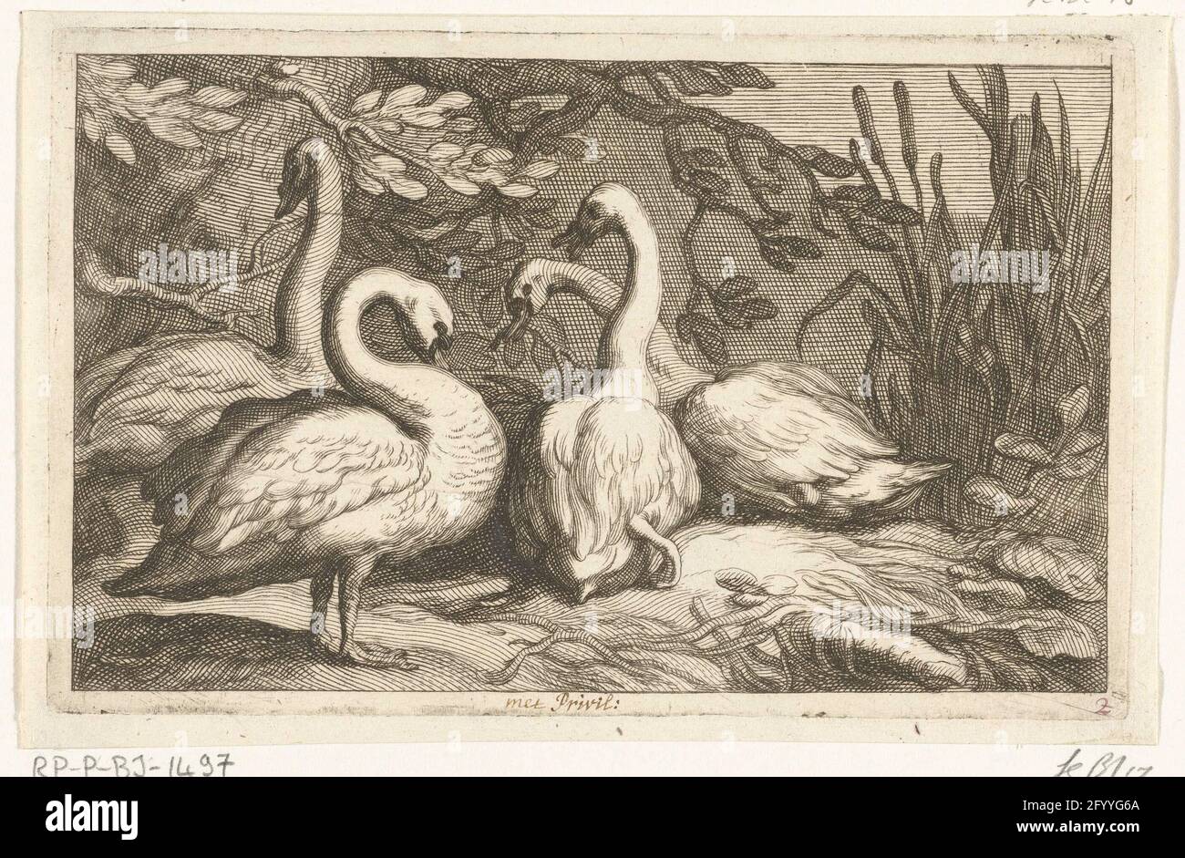 Four swans; Animals. Four swans on the waterfront between the reeds ...