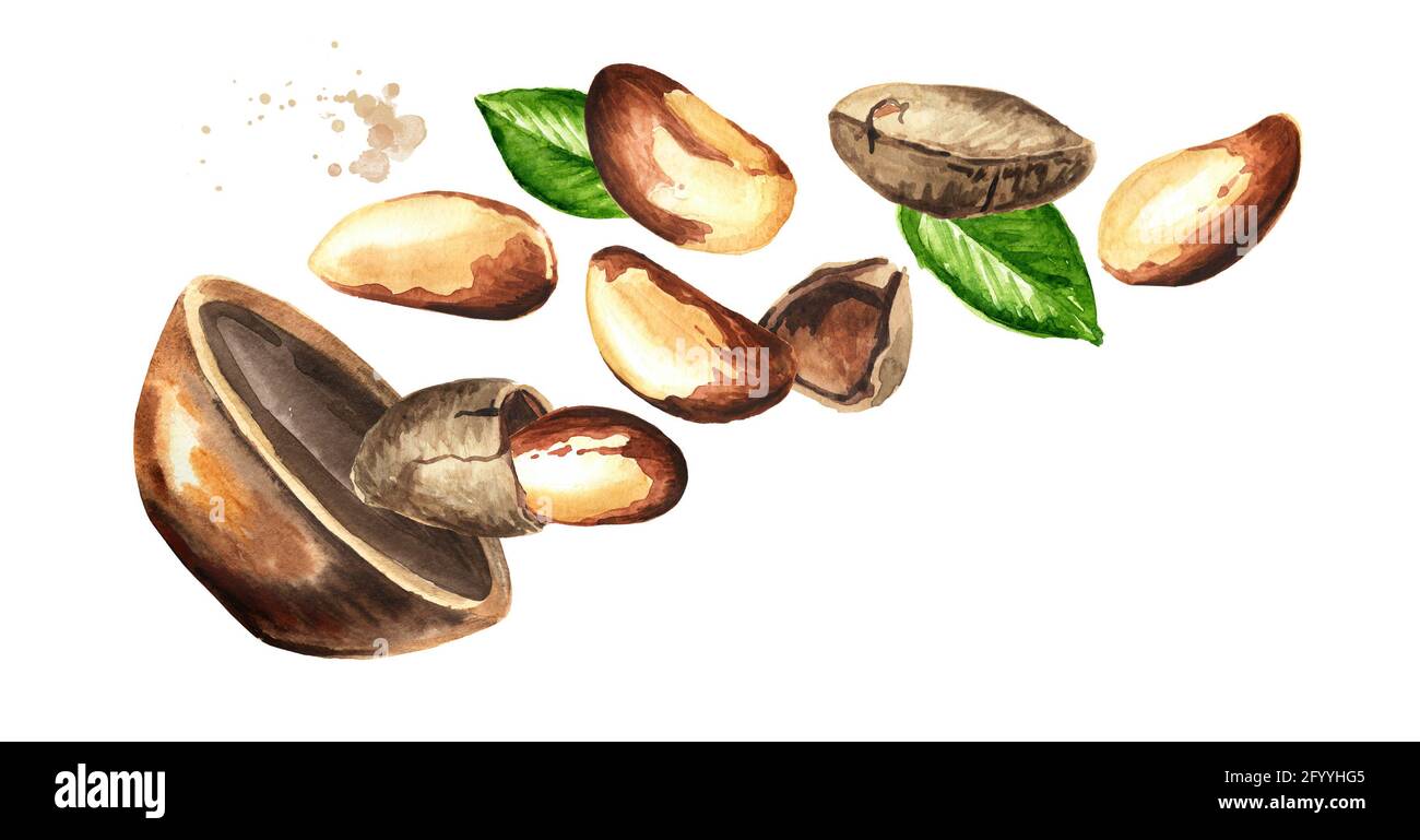 Bowl with Brazil nut, peeled and unpeeled, with green leaves. Hand ...