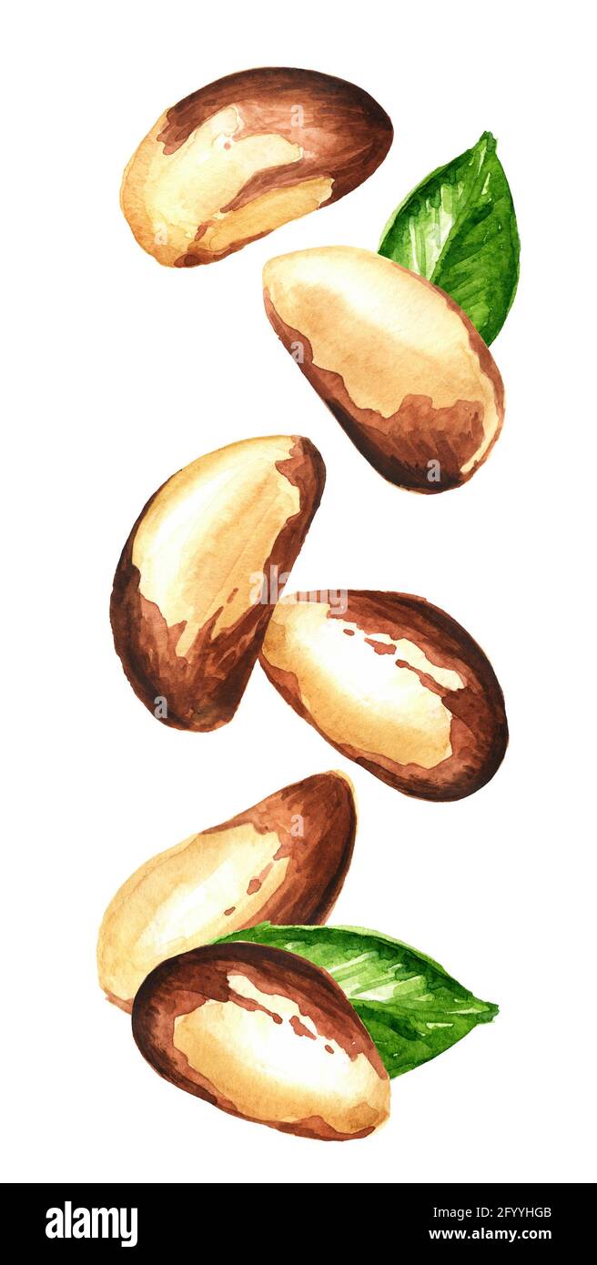 Falling Brazil nut with green leaves. Hand drawn watercolor ...