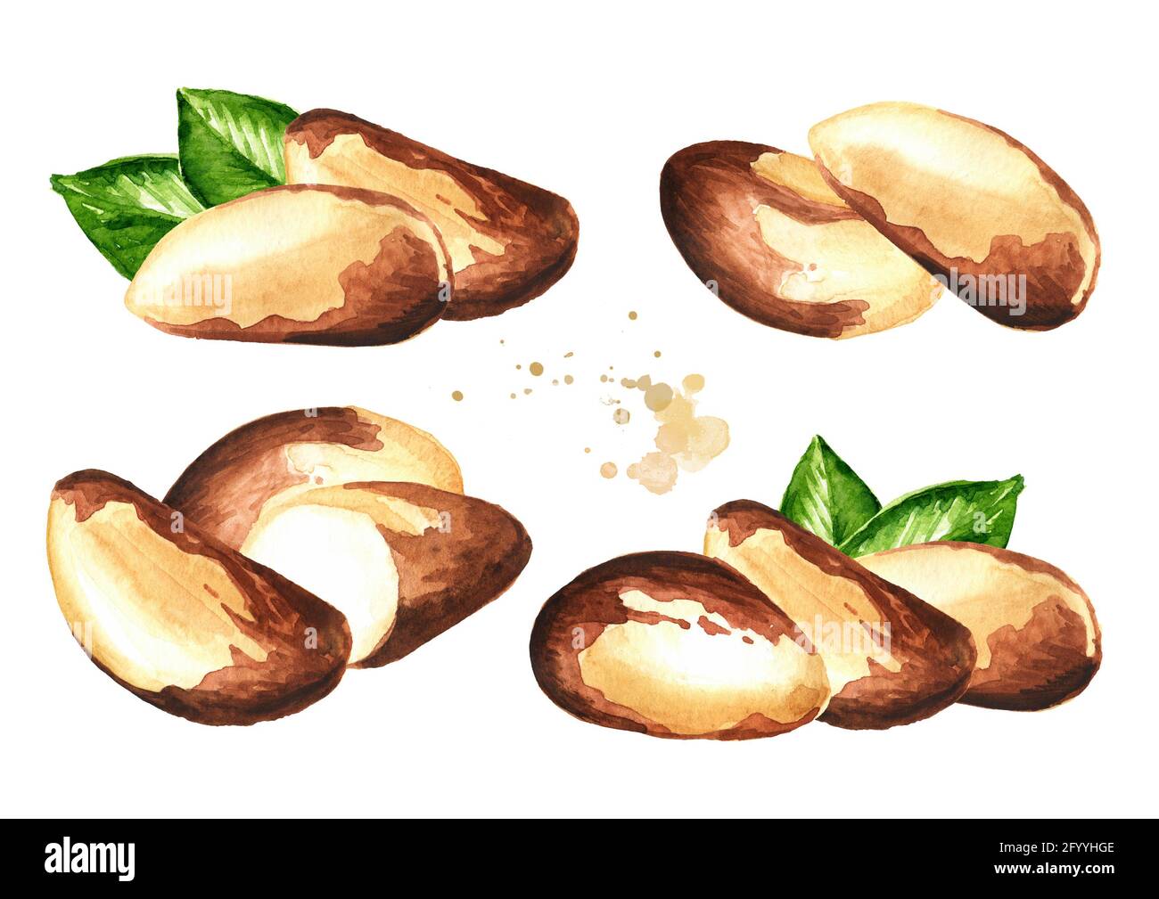 Brazil nut set. Hand drawn watercolor illustration, isolated on white ...