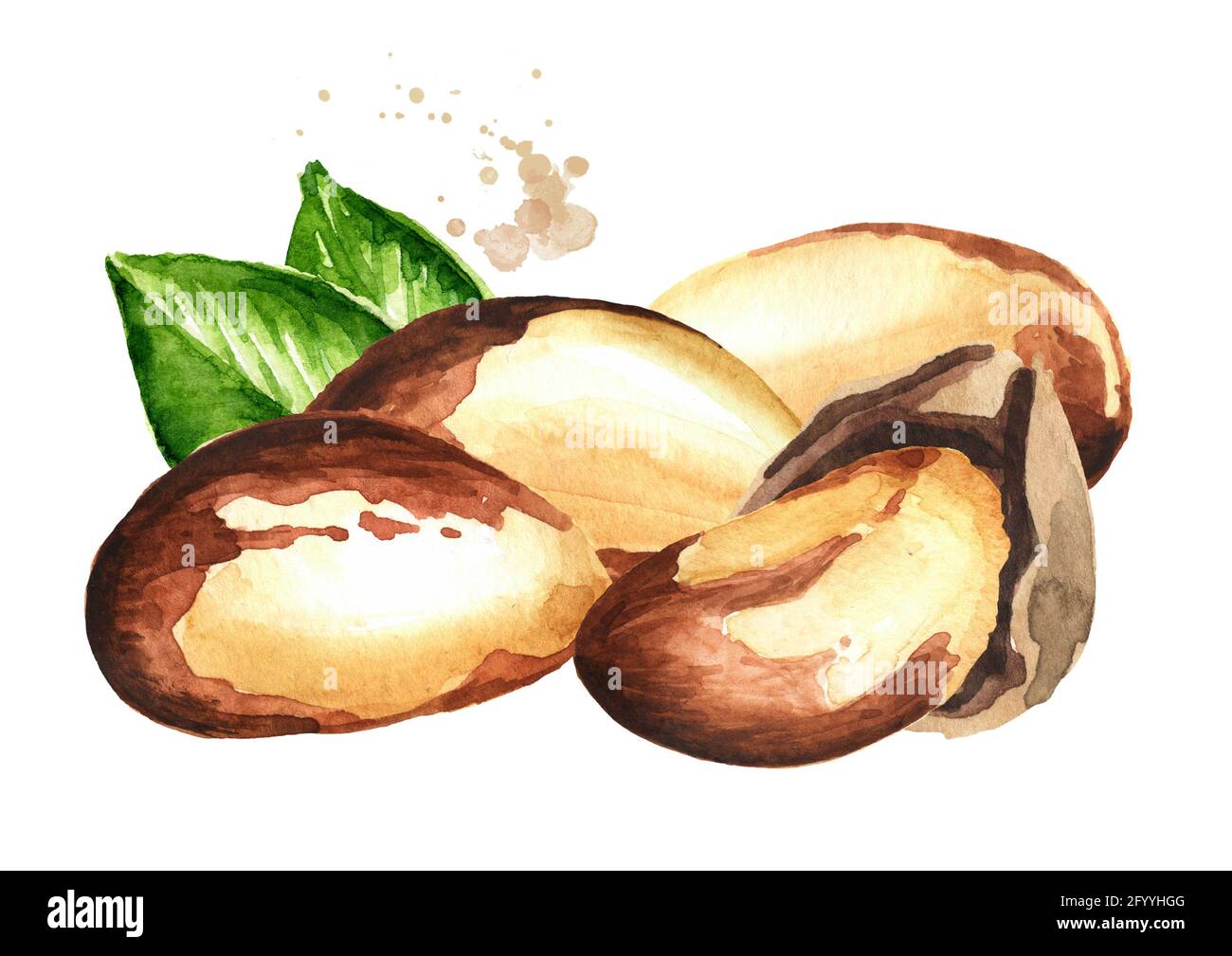 Brazil nut. Hand drawn watercolor illustration, isolated on white ...