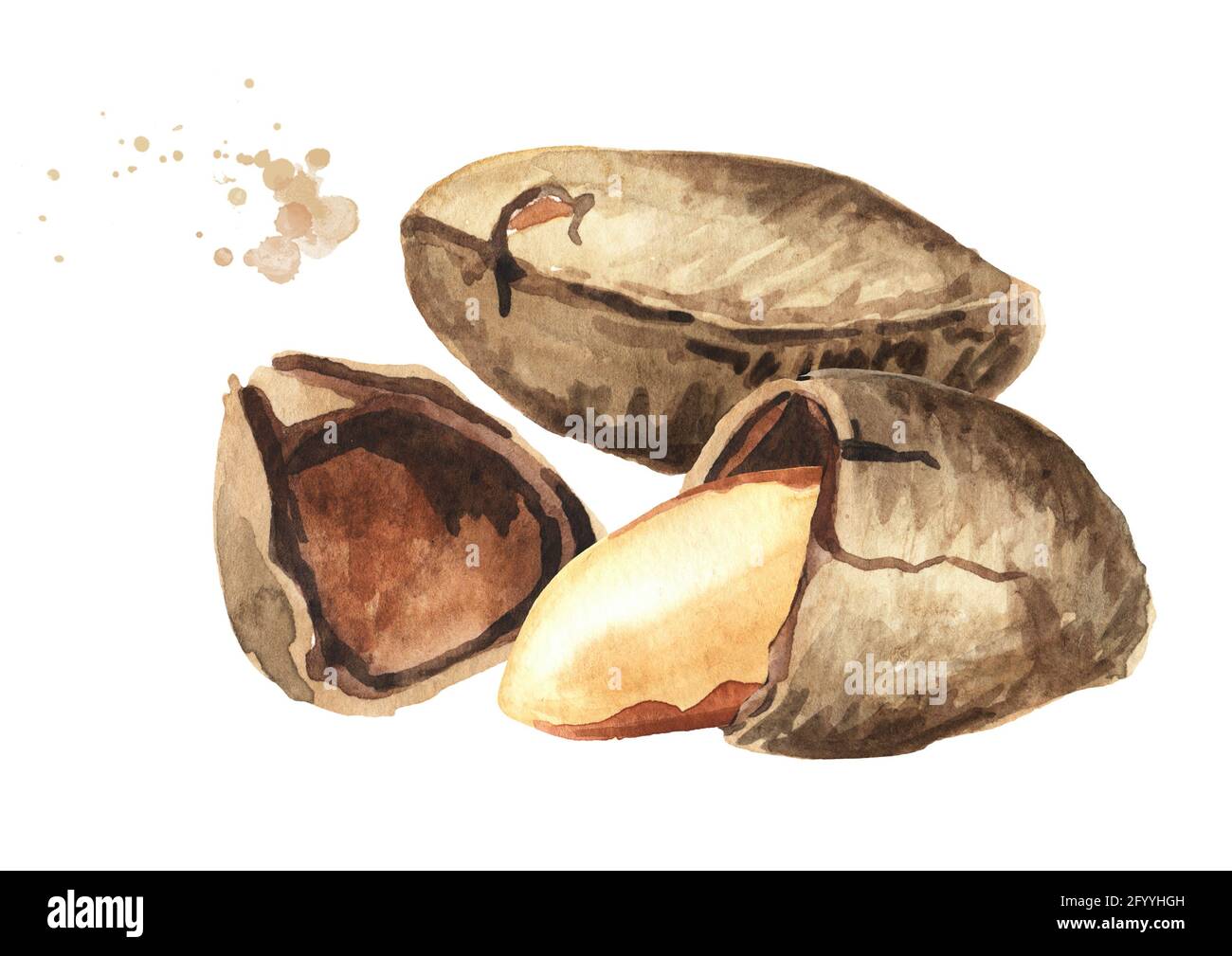 Brazil nut, peeled and unpeeled. Hand drawn watercolor illustration ...