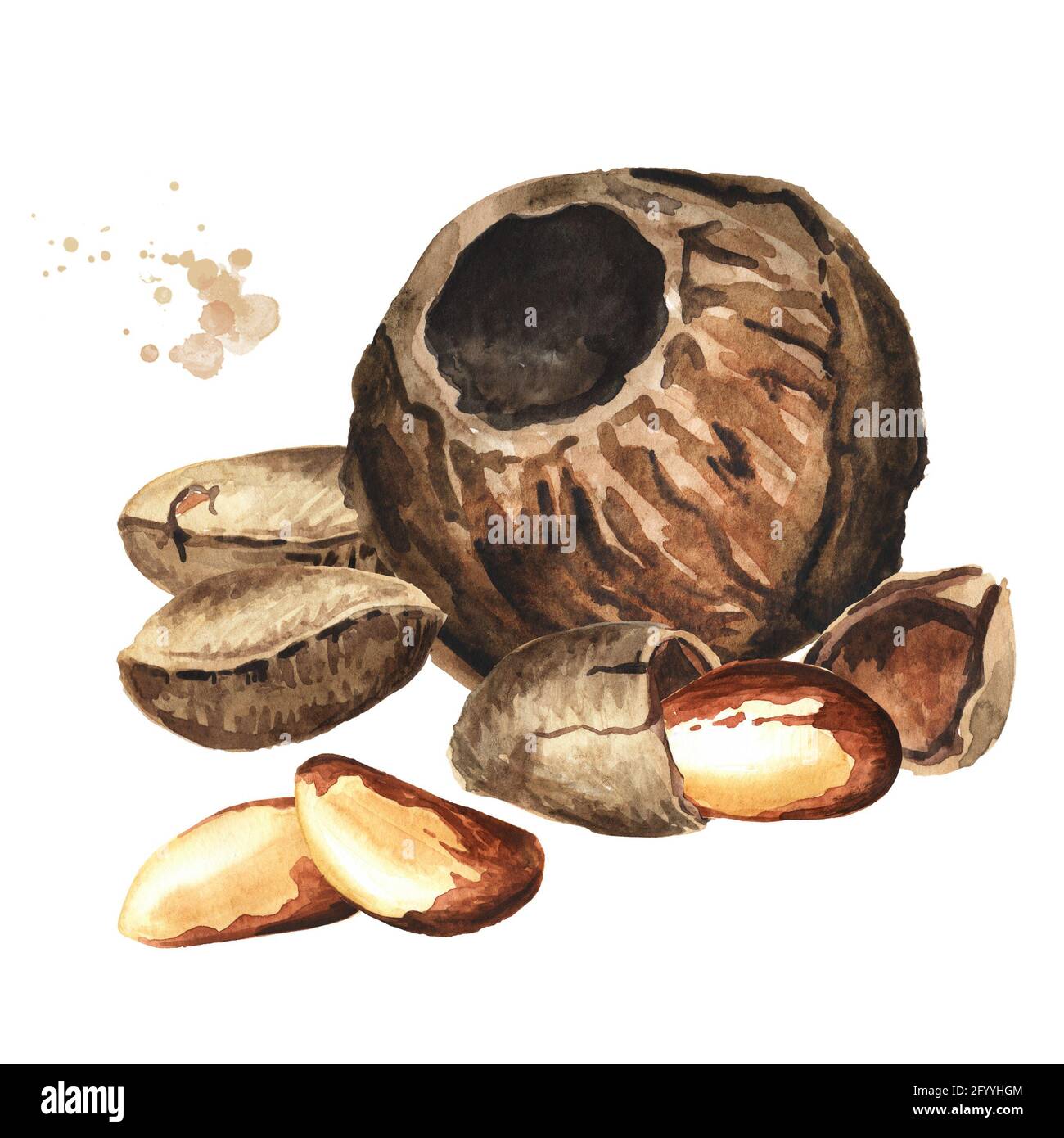 Brazil nut fruit with peeled and unpeeled nuts. Hand drawn watercolor ...