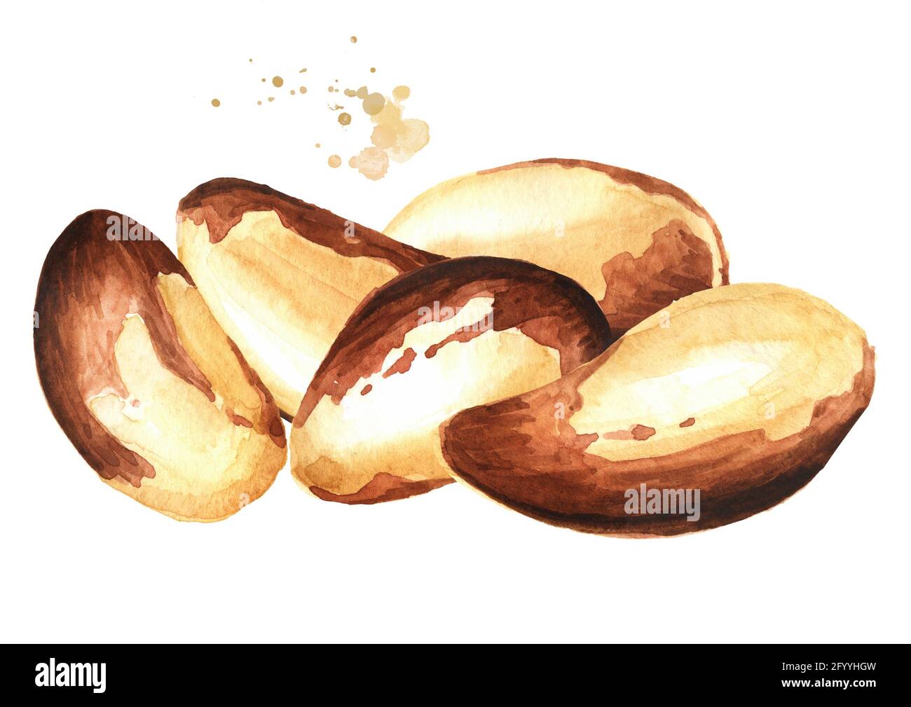 Shelled Brazil nut. Hand drawn watercolor illustration, isolated on ...