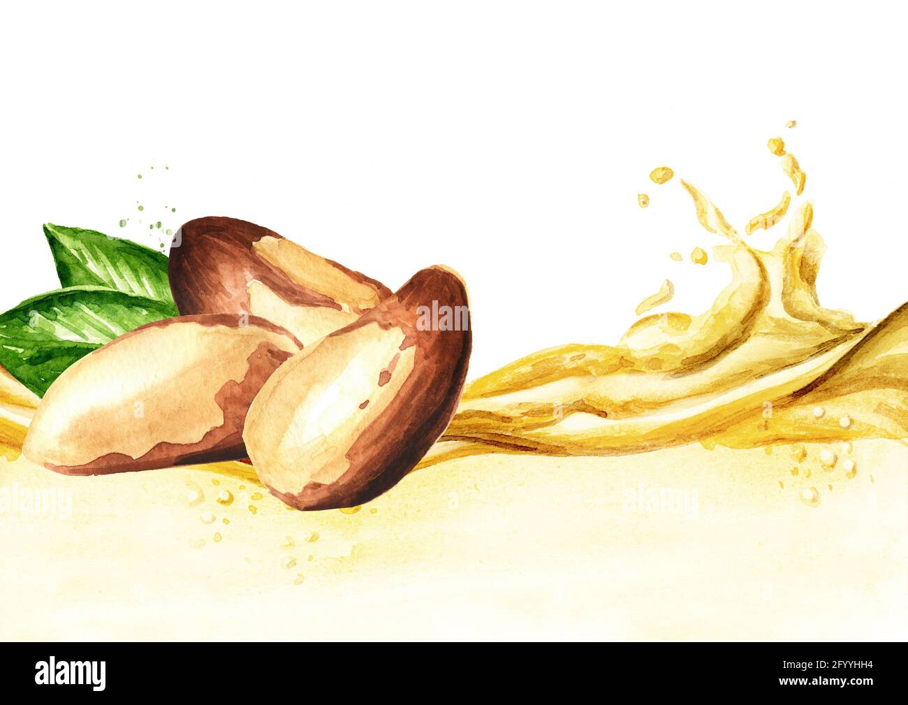 Brazil nut and oil wave. Hand drawn watercolor illustration isolated on ...