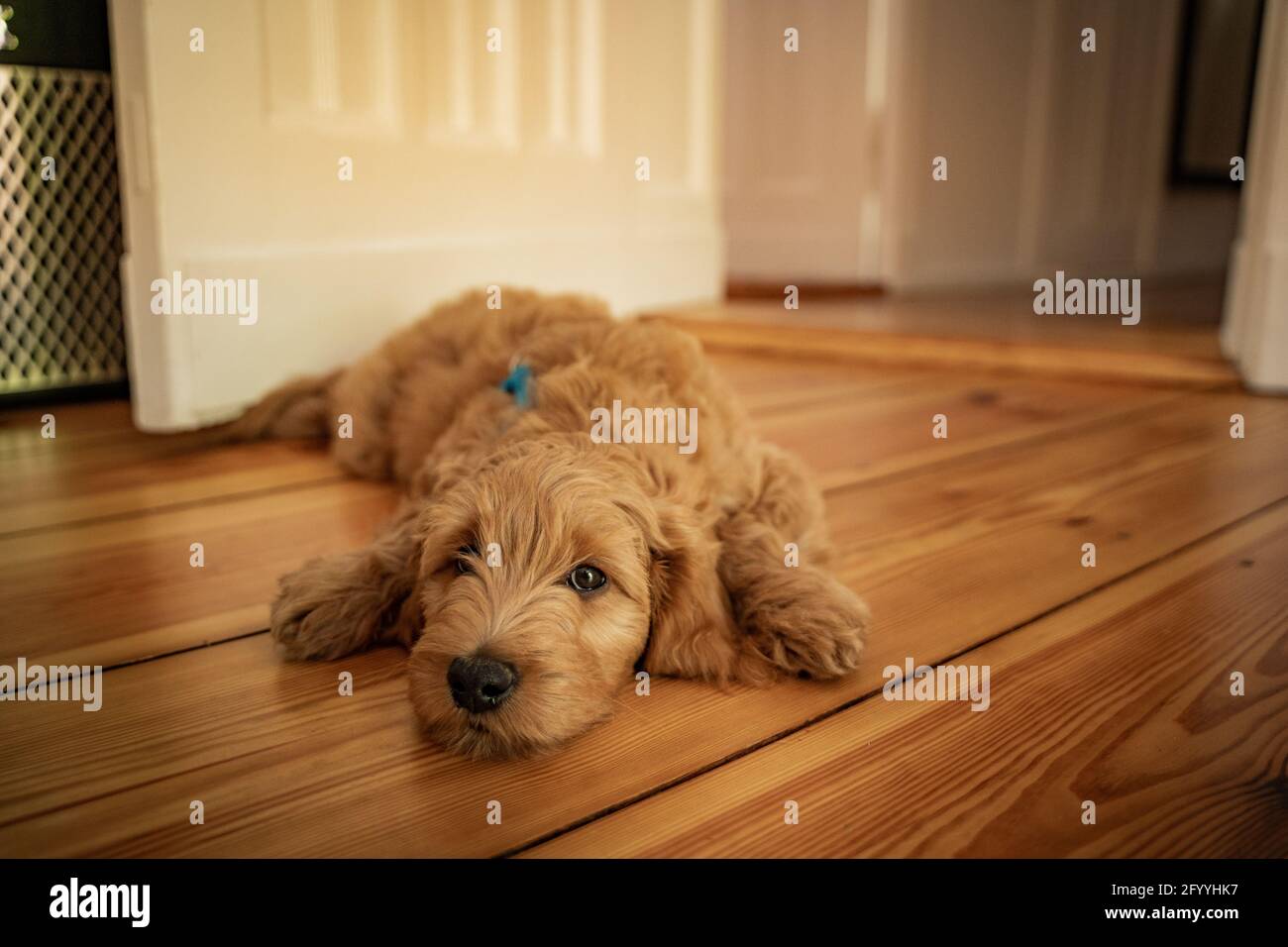 Labradoodle lying on the floor hi-res stock photography and images - Alamy