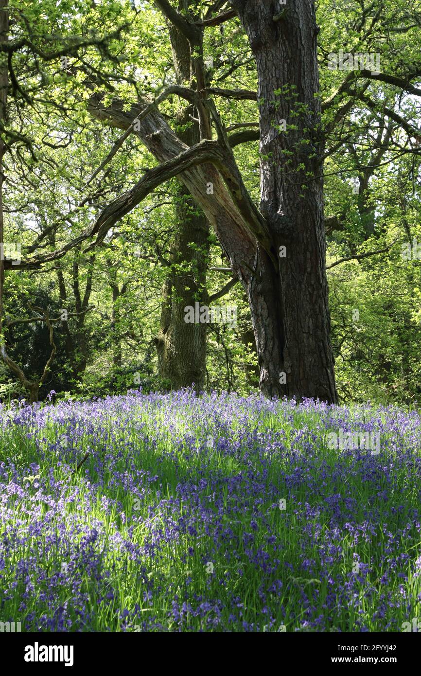 Native oak scotland hi-res stock photography and images - Alamy