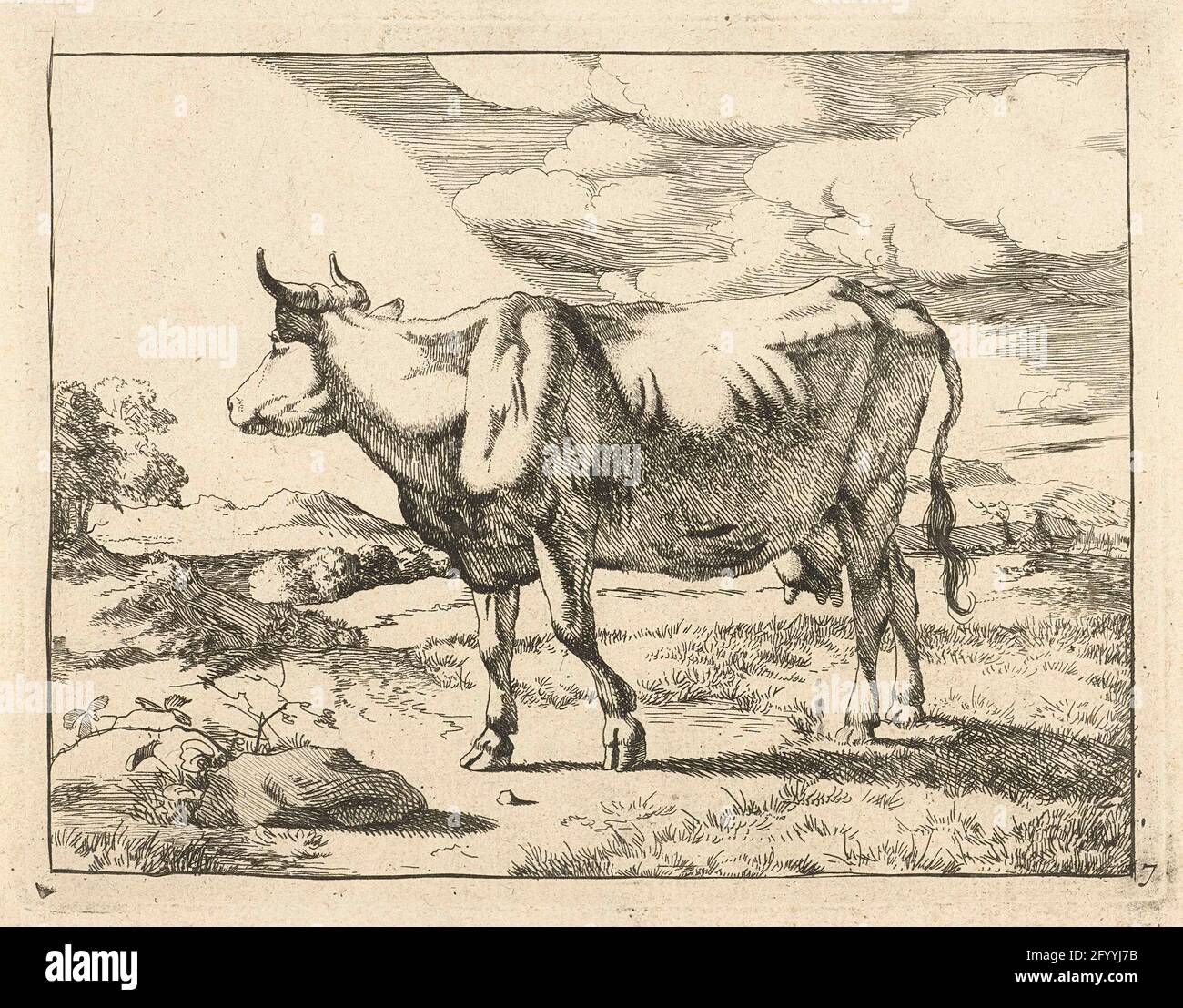 Standing cow to the left; Cows and sheep Stock Photo - Alamy