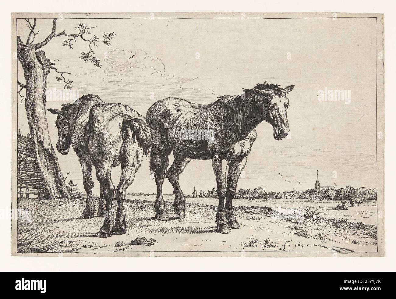 Two team horses; Horses Stock Photo - Alamy