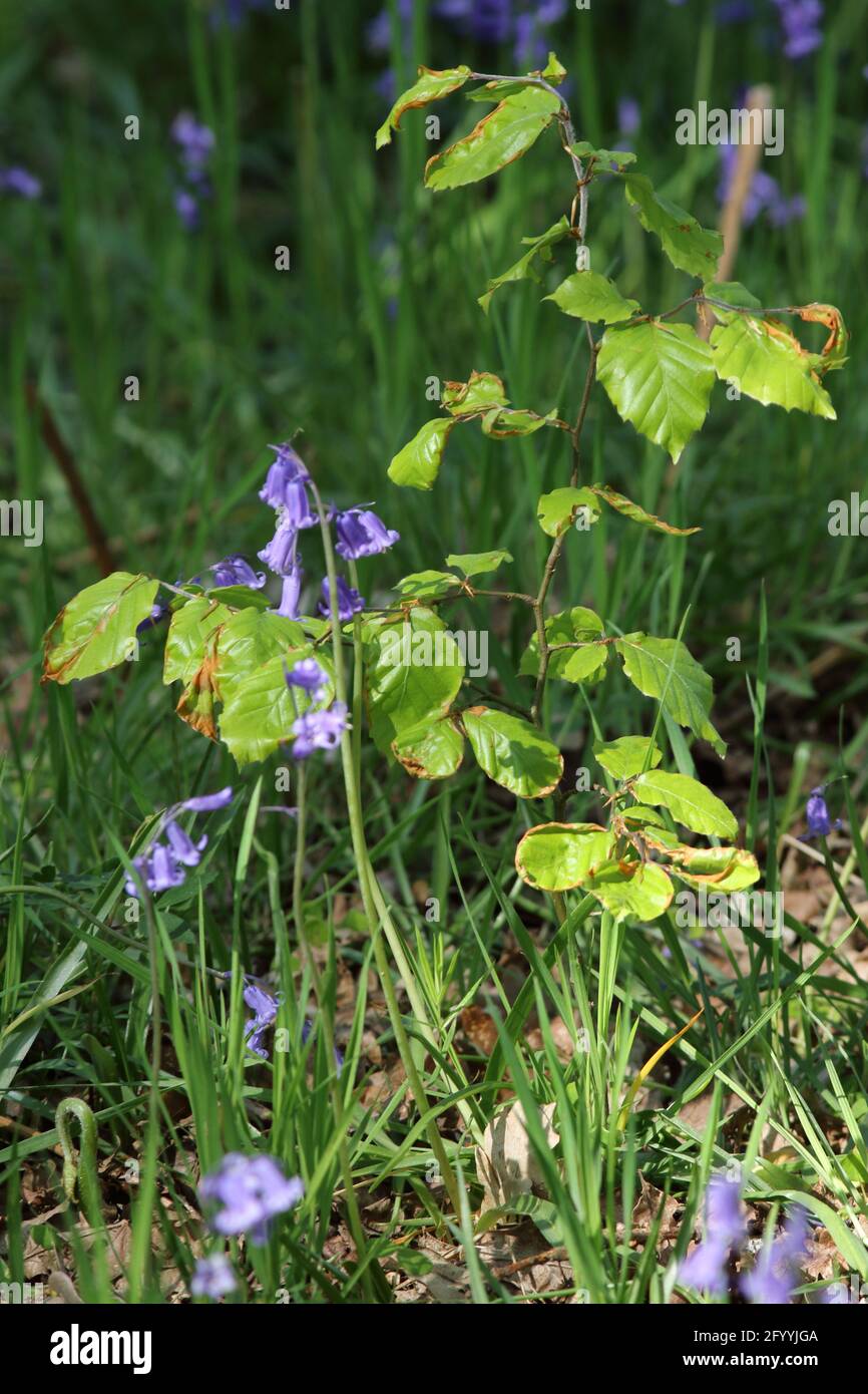 Growth sapling hi-res stock photography and images - Alamy