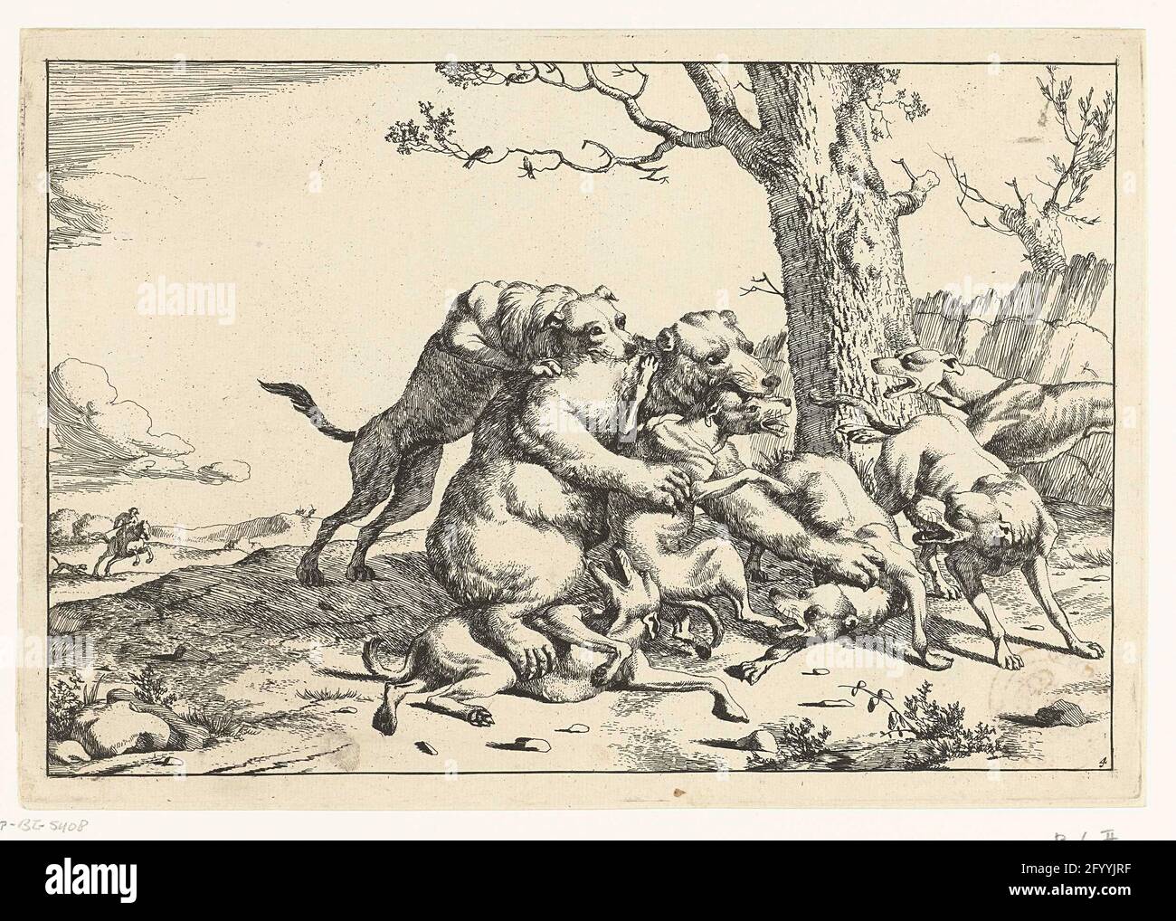 Bear in battle with six hunting dogs; Hunting dogs Stock Photo - Alamy