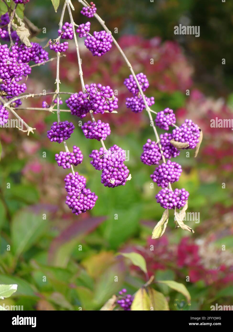 A closeup of an American beautyberry shrub with purple berries Stock ...