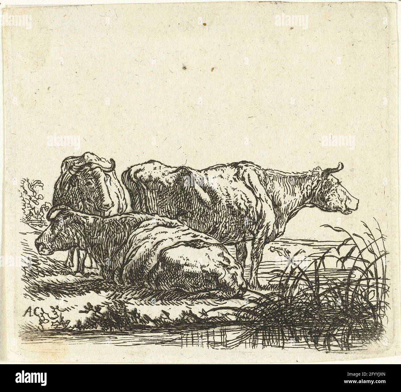 Three cows; Cows Stock Photo - Alamy