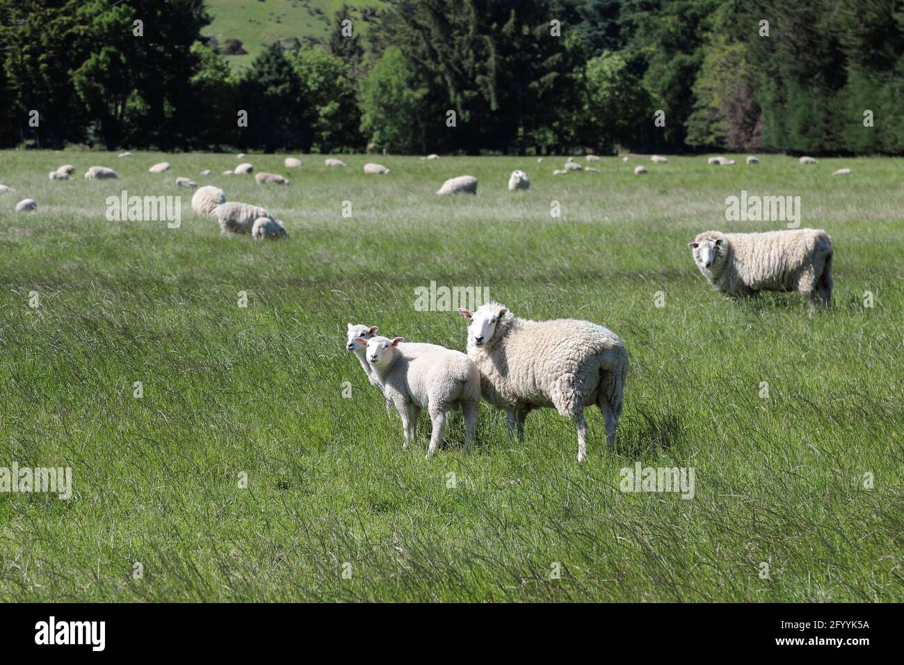 Coopworthschaf / Coopworth sheep / Ovis Stock Photo - Alamy