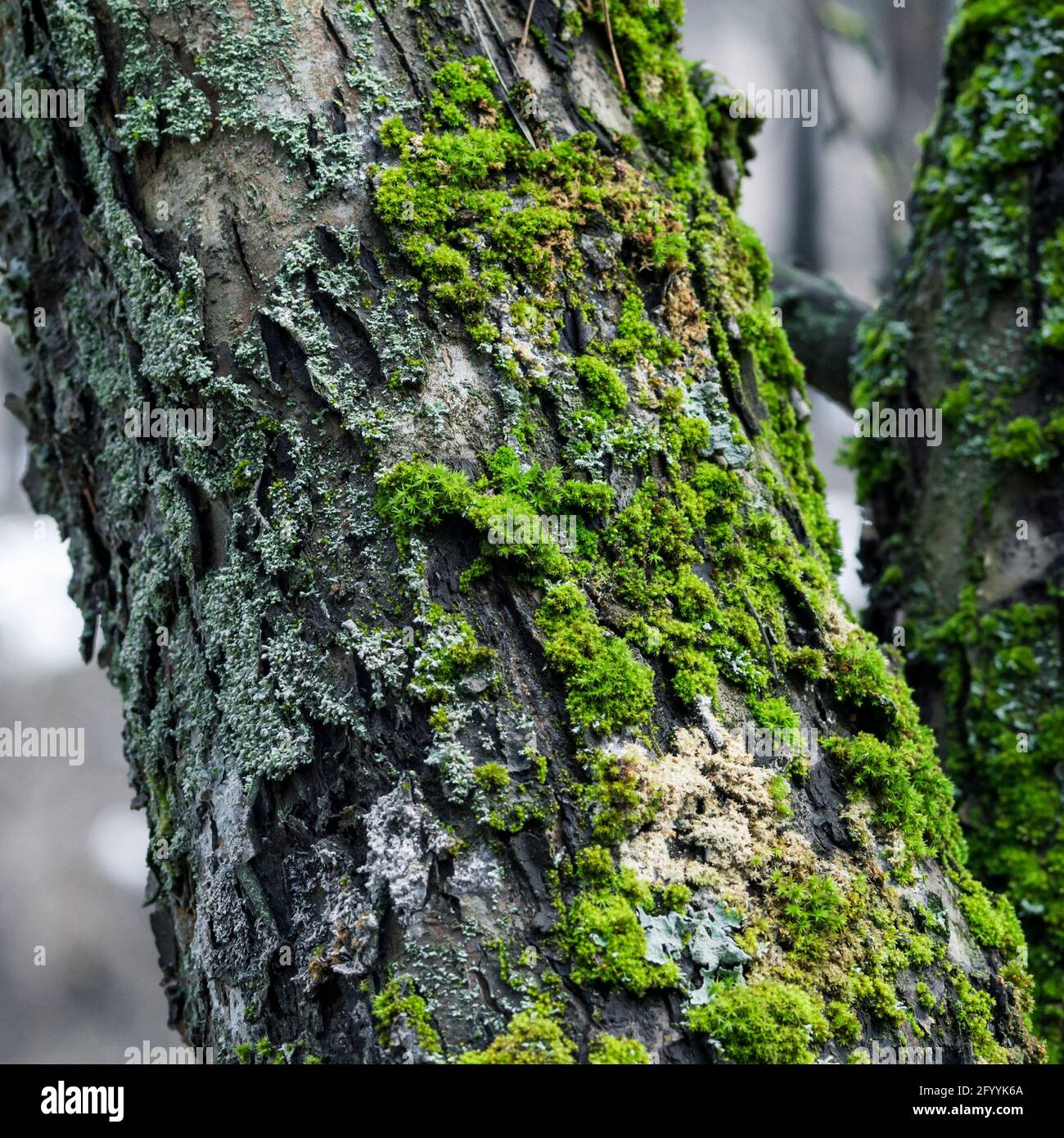 Tree trunk in the forest, covered with moss and lichen Stock Photo - Alamy Tree trunk in the forest, covered with moss and lichen Stock Photo - Alamy