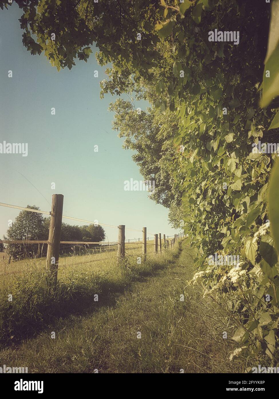 Beautiful shot meadow trees hi-res stock photography and images - Alamy