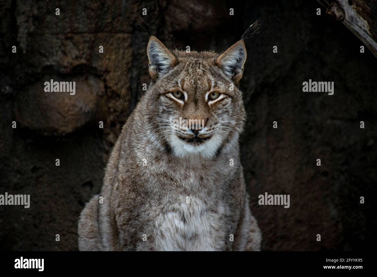 Lynx big cat hi-res stock photography and images - Alamy