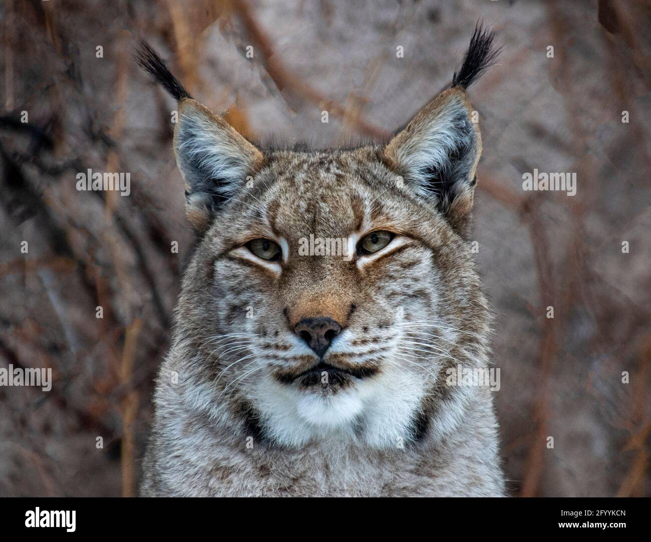 Asian big cat hi-res stock photography and images - Alamy