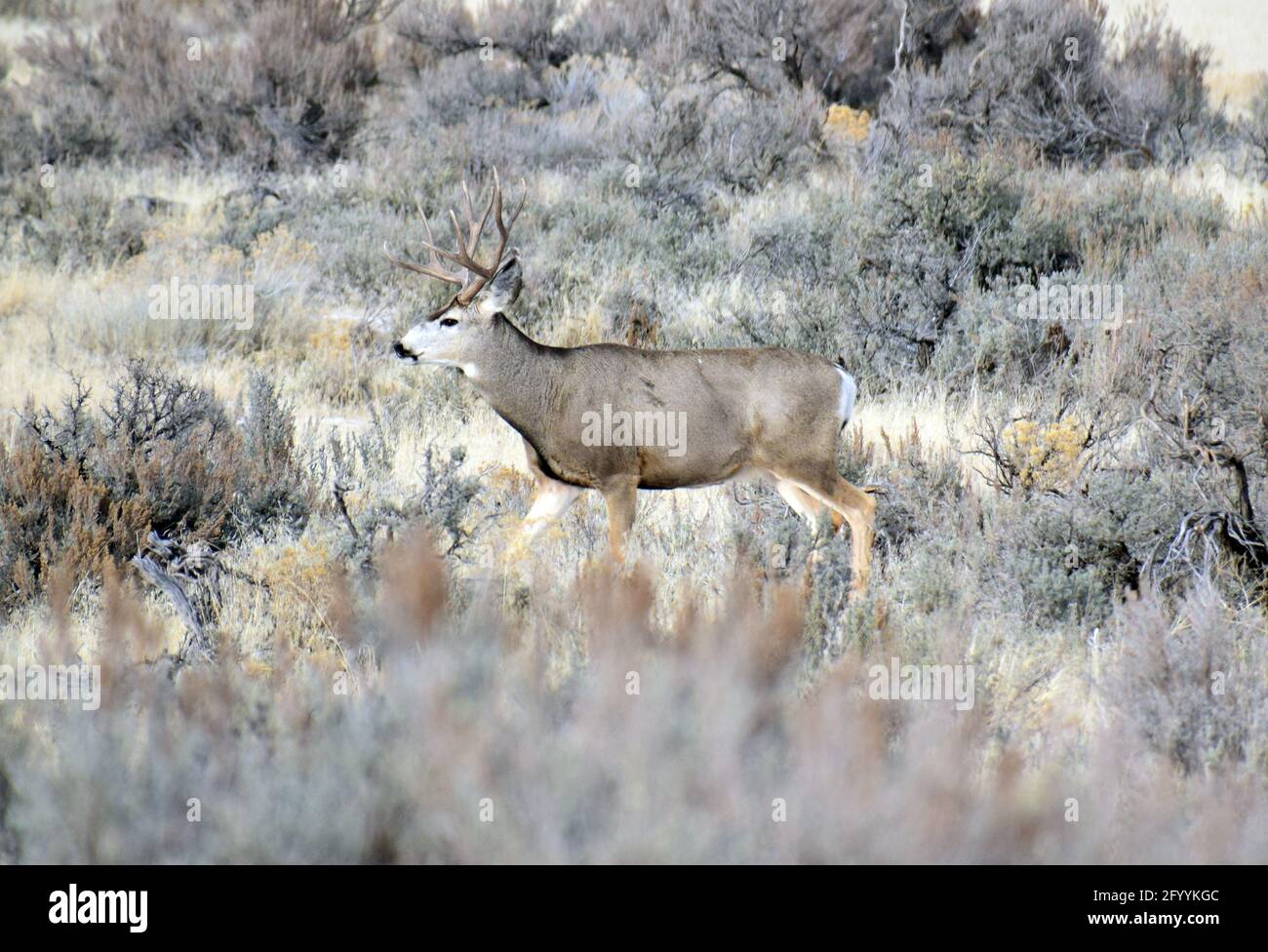 Muley hi-res stock photography and images - Alamy