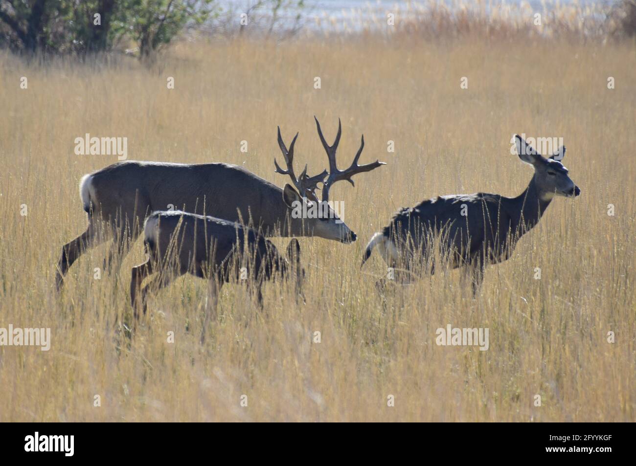 The big mule hi-res stock photography and images - Alamy