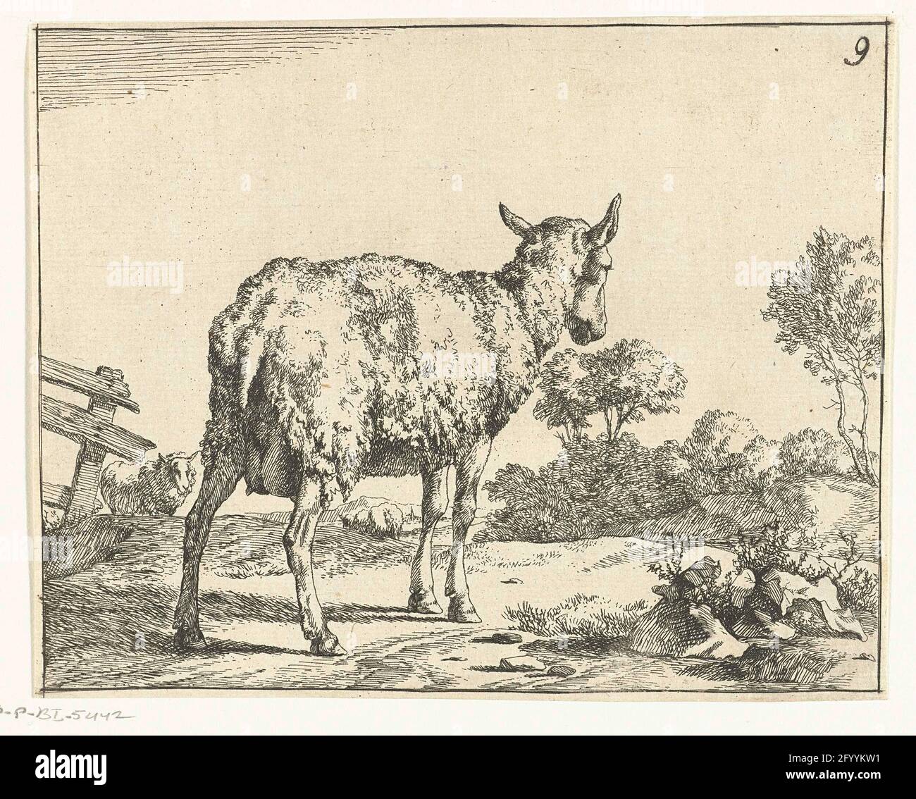 Standing sheep, from behind, at fence; Sheep Stock Photo - Alamy