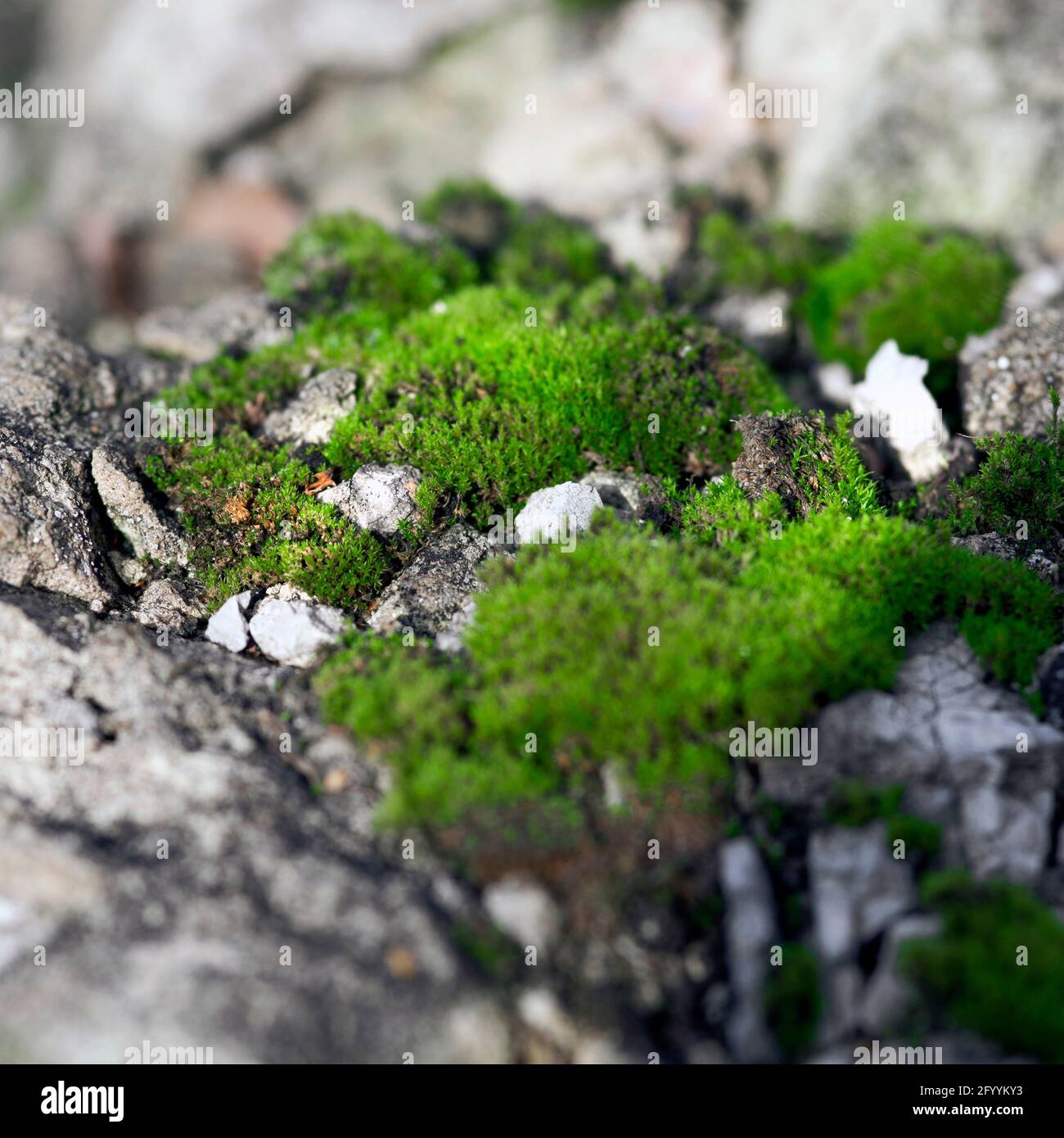 Green moss on stones hi-res stock photography and images - Alamy