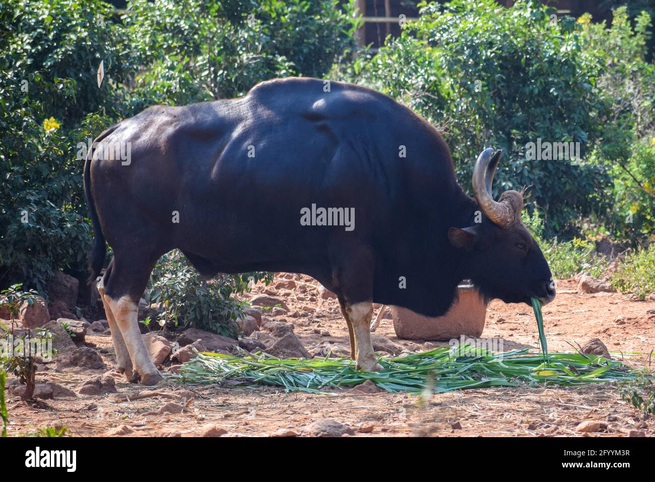 Black ox hi-res stock photography and images - Alamy