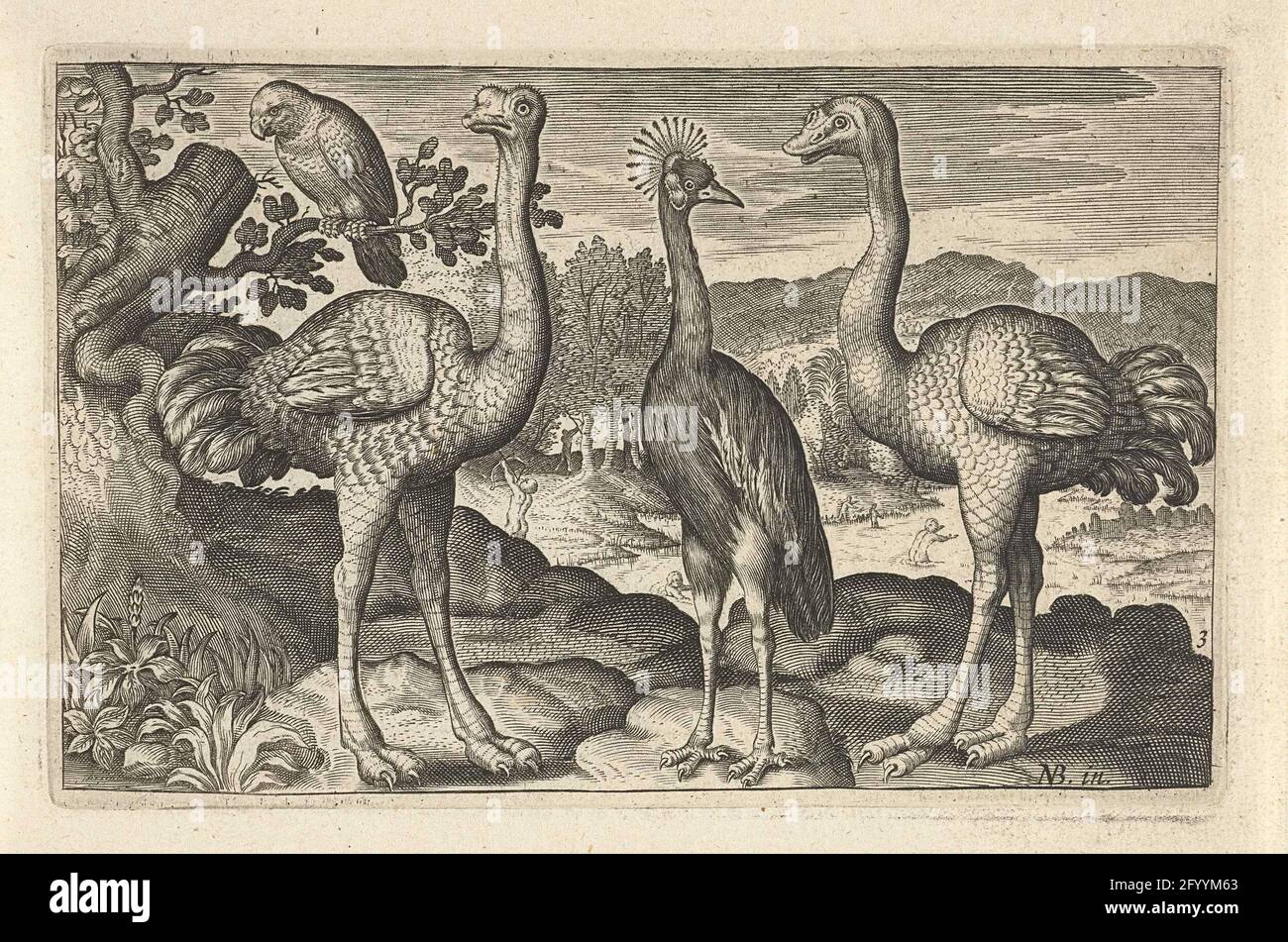 Crown torch bird between two ostriches; Birds and insects Stock Photo ...