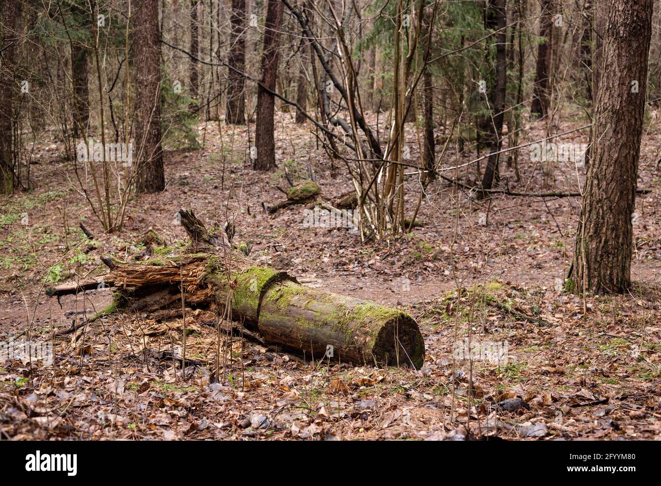 Uprooted tree in autumn hi-res stock photography and images - Alamy