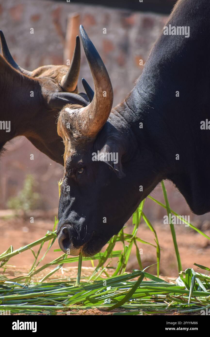 A vertical shot of a black ox grazing on a farm field under the ...