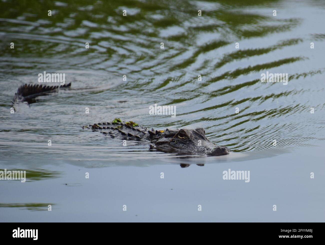 Gator hi-res stock photography and images - Alamy