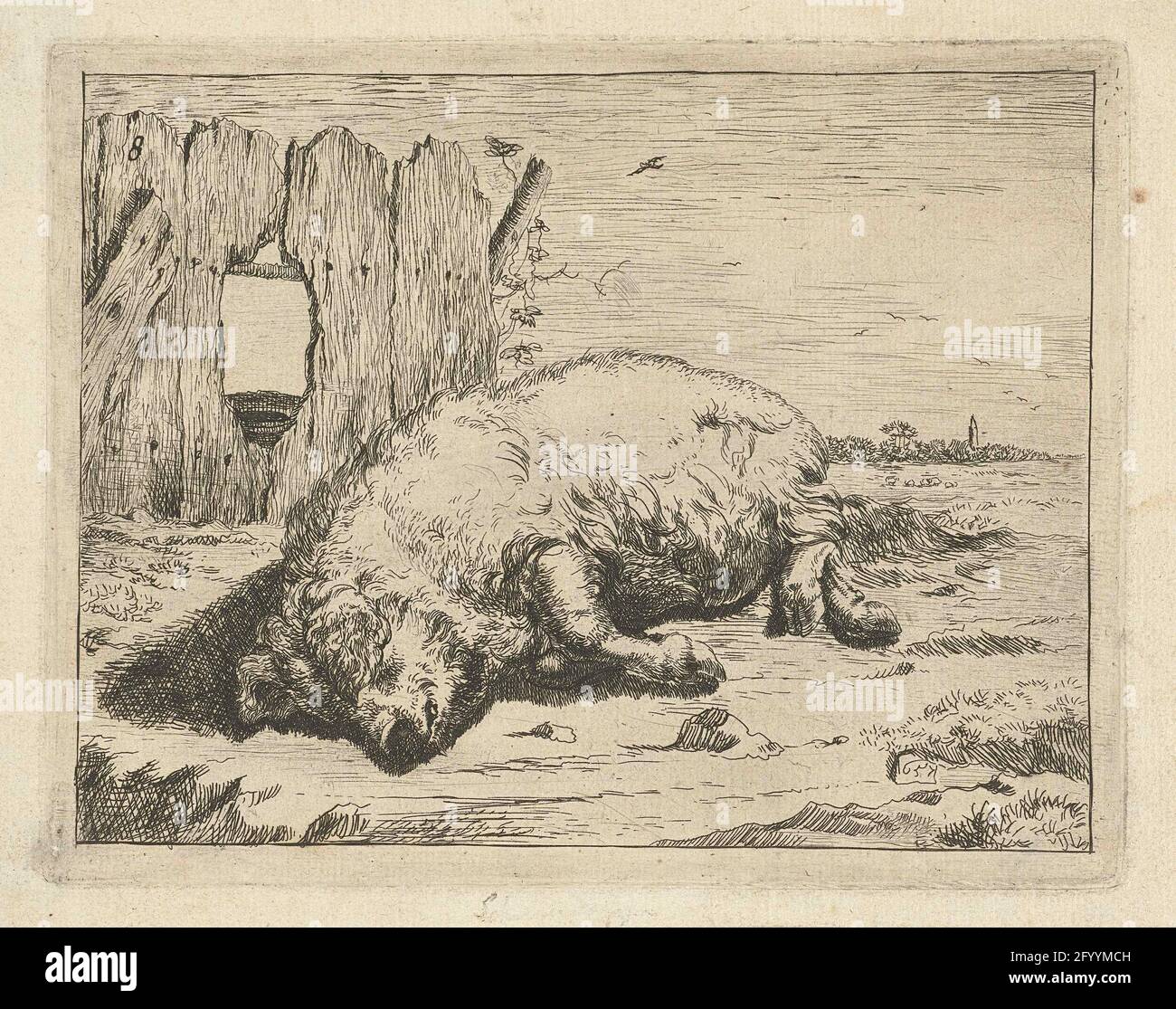 Lying pig; Cattle and pigs Stock Photo - Alamy