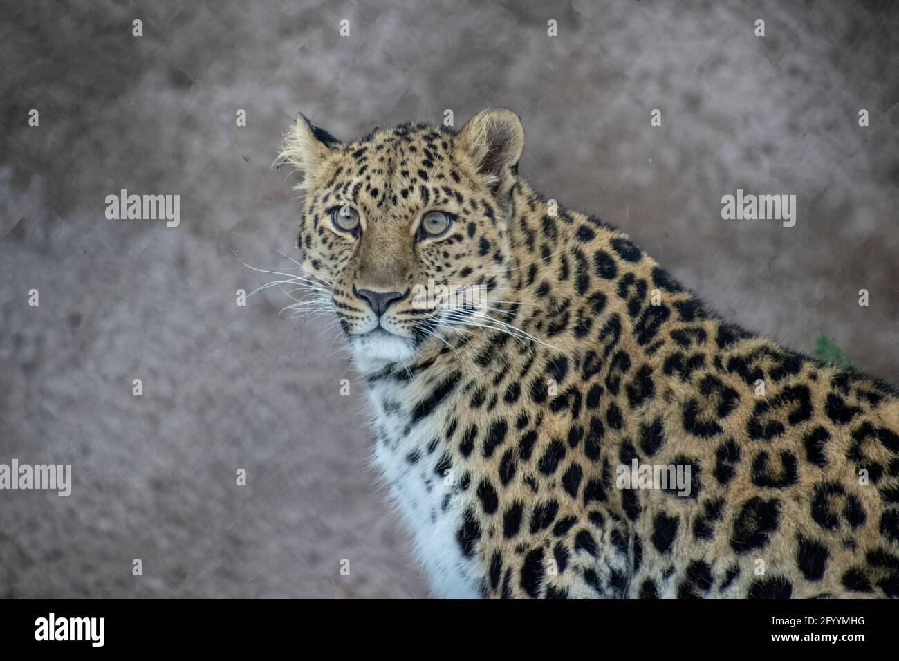 Endangered amur leopard hi-res stock photography and images - Alamy Endangered amur leopard hi-res stock photography and images - Alamy