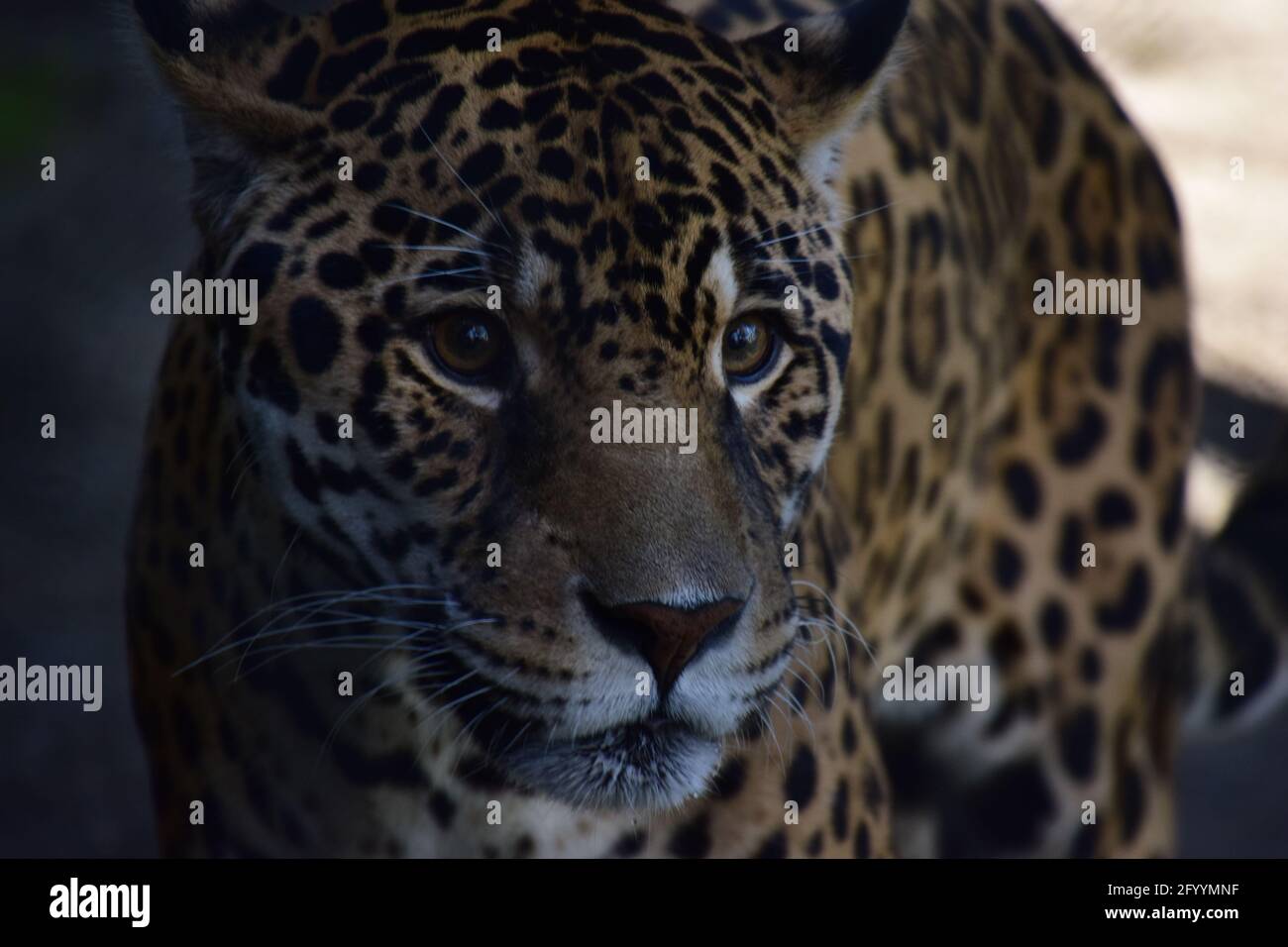 Intensity of the Jaguar Stock Photo - Alamy