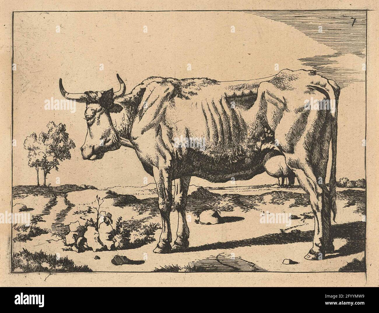 Standing cow, with tree; Cows and bulls Stock Photo - Alamy