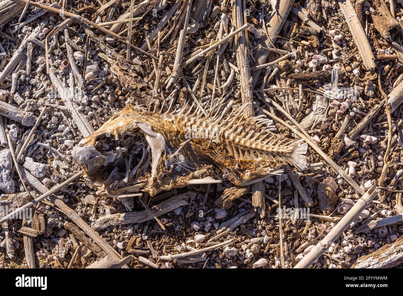 USA, CA, Salton Sea - December 28, 2012: Closeup of remains and ...