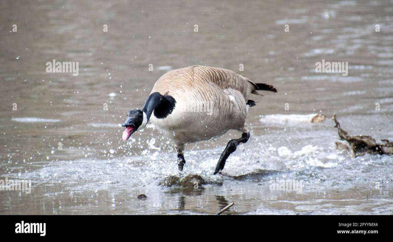 Angry goose hi-res stock photography and images - Alamy