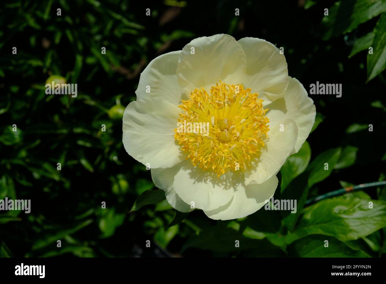 Wonderful white peony (Paeonia 'Sonia Helene') at the Ornamental ...