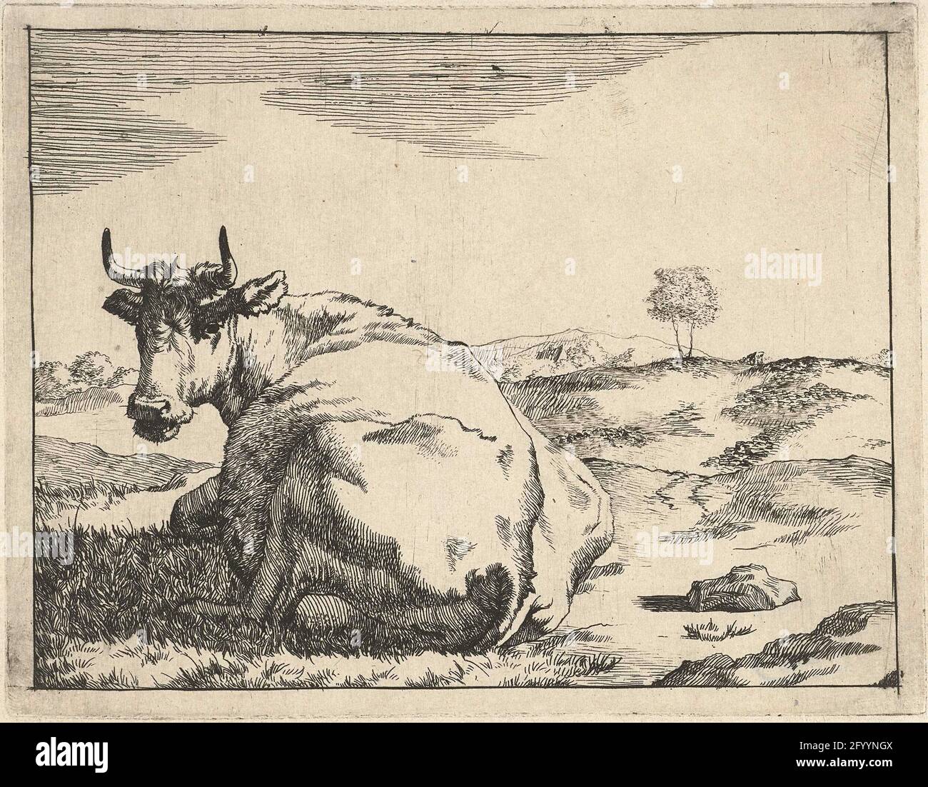 Lying cow; Cattle and pigs Stock Photo - Alamy